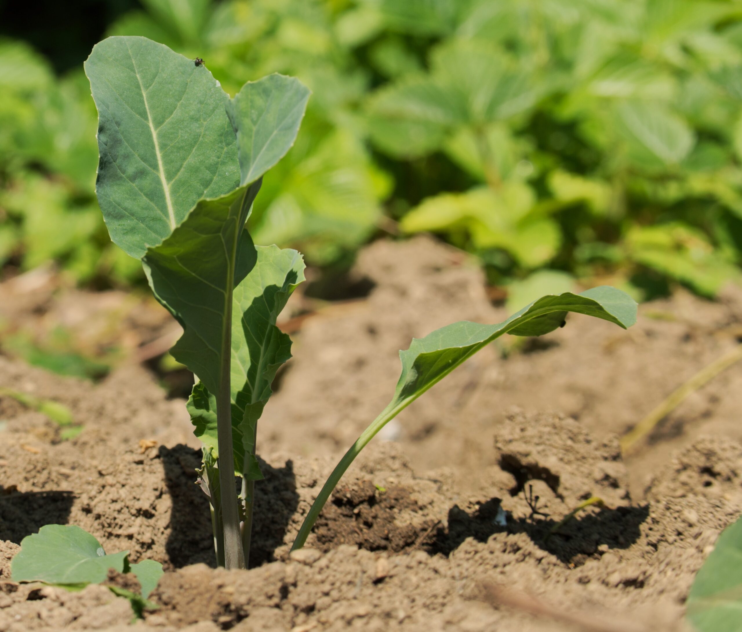 Calculateur de Triangle de Texture du Sol - ViviYard