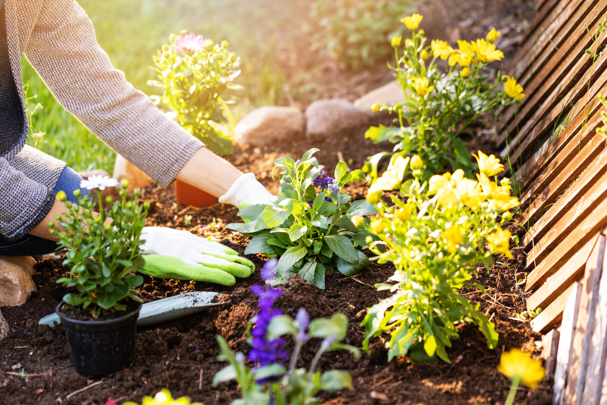Plant Care Guide: Discover the Best Monthly Plant Care Tips - ViviYard